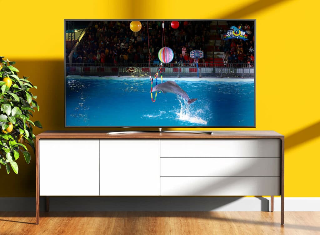 Dolphin Show - Brand Culture Network